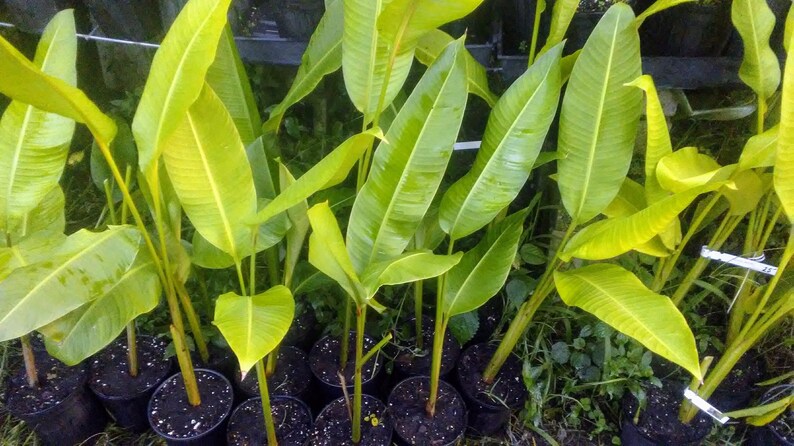 Live Plant Heliconia Jacquinii LIVE PLANT - Etsy