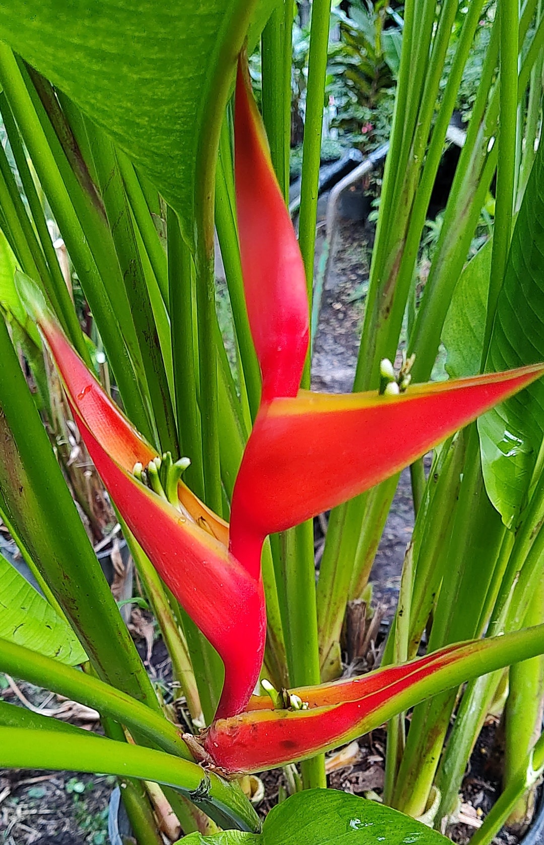 Fresh Rhizome Heliconia Stricta 'firebird' Fresh Rhizome - Etsy