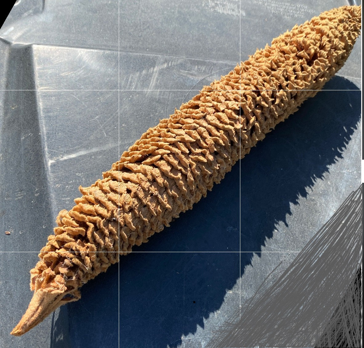 22" Sago Palm Flower, Cycas Revoluta, Long Pine Cones for Decoration or ...