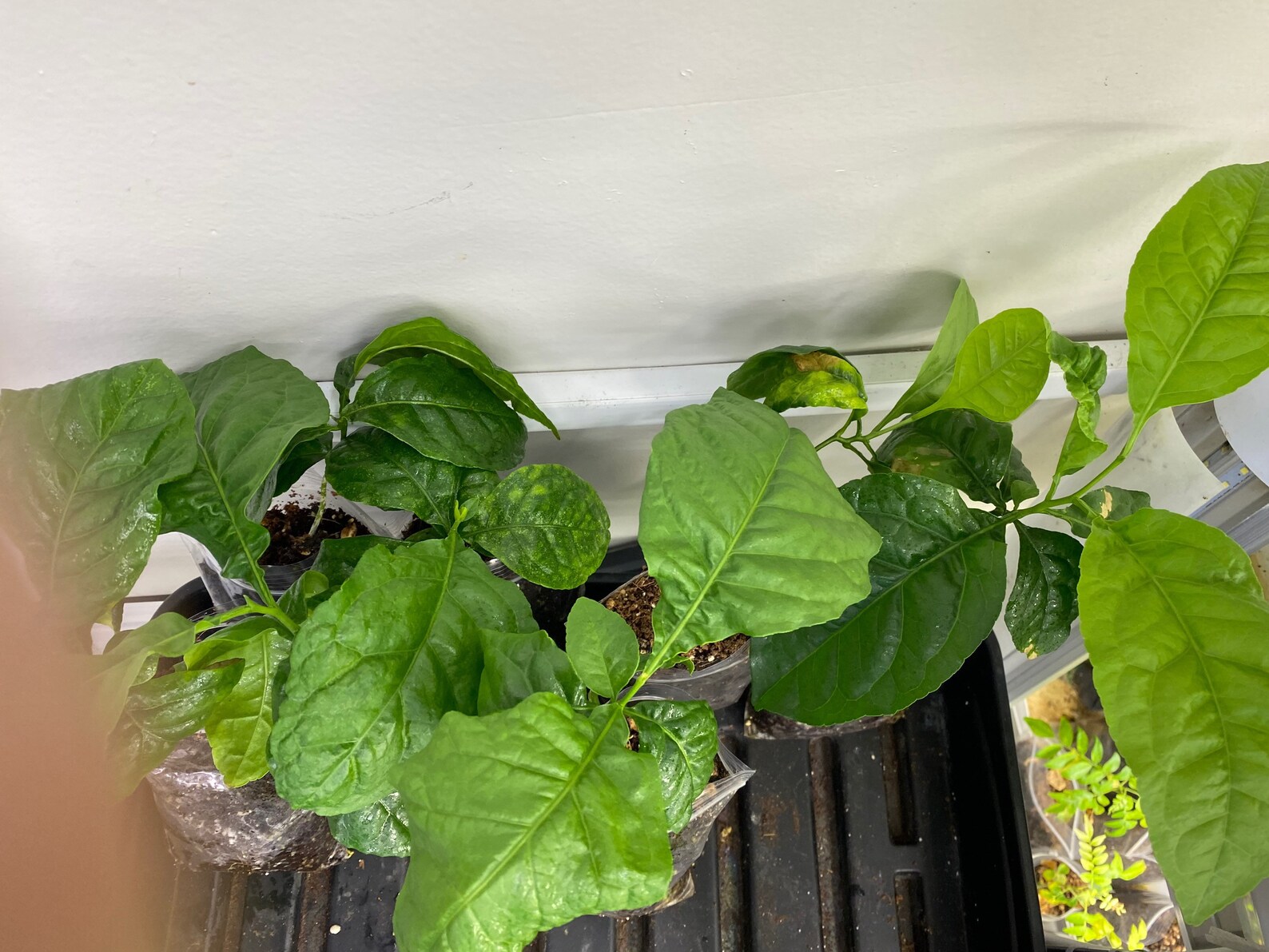 Bel Patta / Bael Patra / Bilva Bel Leaf Aegle Marmelos Plants - Etsy UK