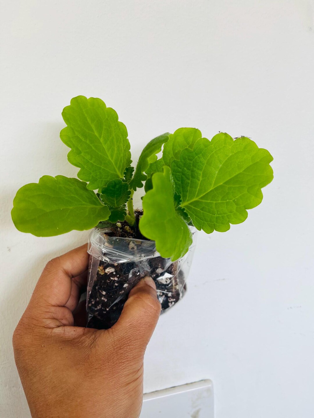 Cuban Oregano Plant, Indian Borage, Plectranthus Amboinicus, Ajwain ...