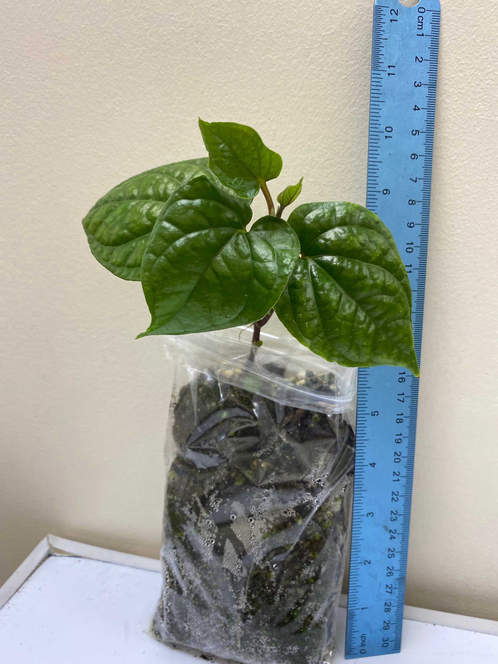 Paan Piper Betel Plant Paan Pata Plant Small Bansai Type - Etsy UK