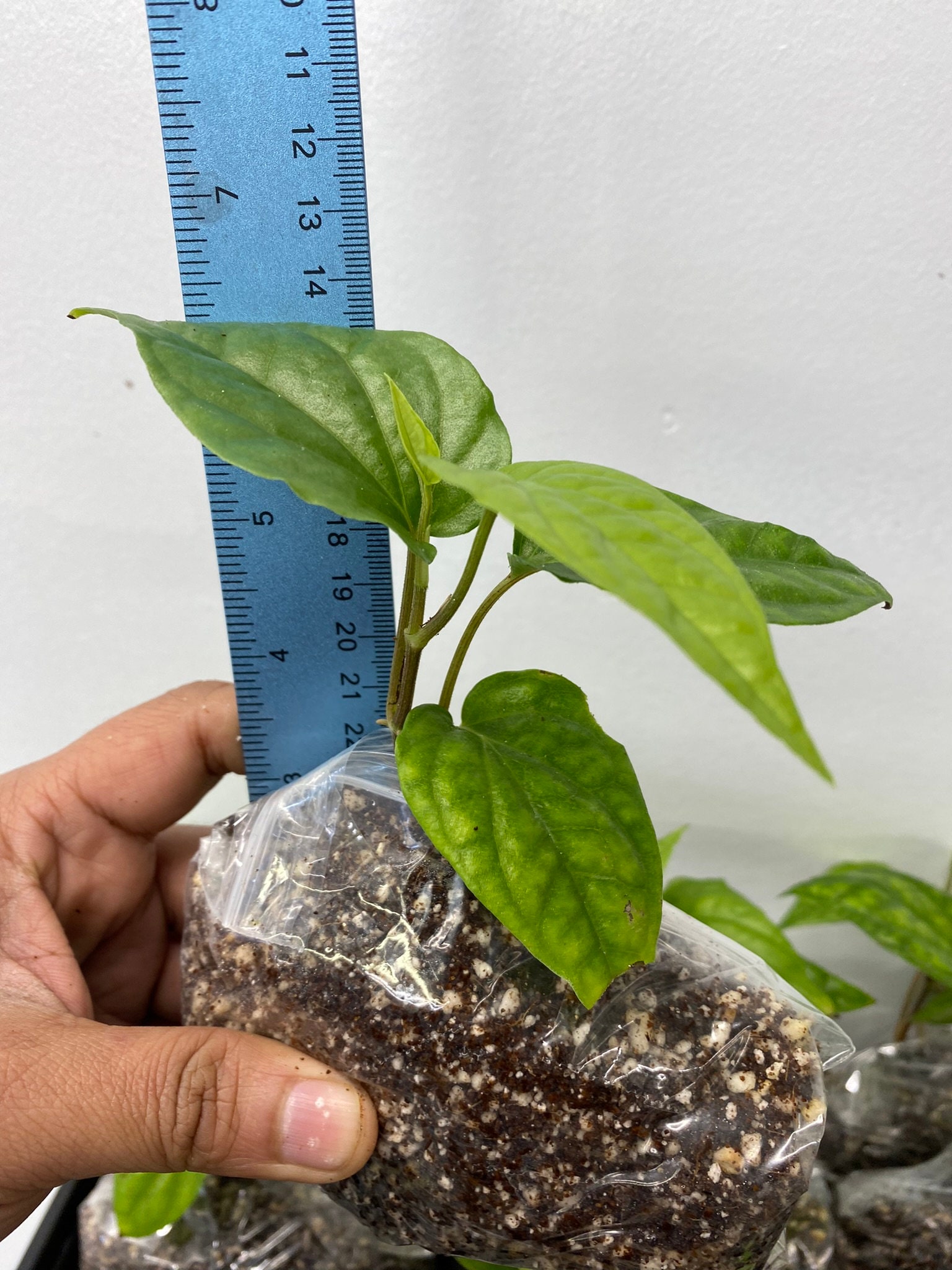 Paan Piper Betel Plant, Paan Pata Plant, Small Bansai Type Plant and ...