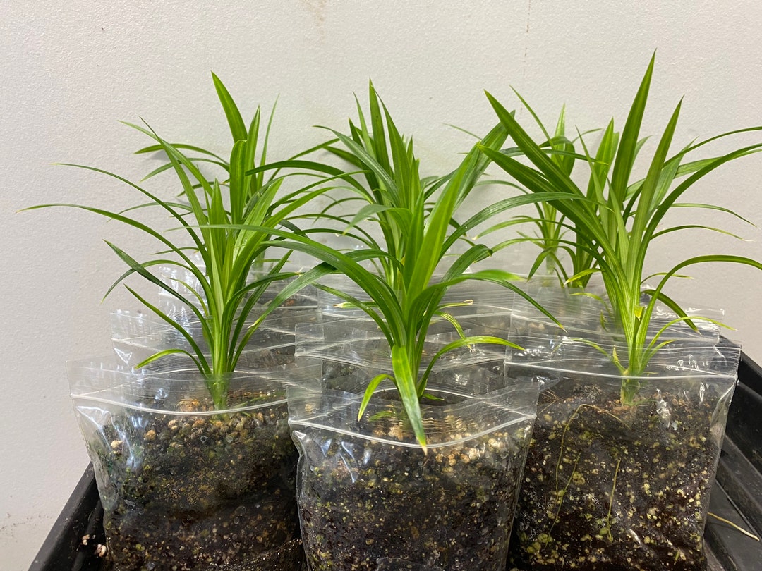 Pandan, Bai Toey Hom, Pandanus Amaryllifolius, Screwpine, Pulao Pata ...