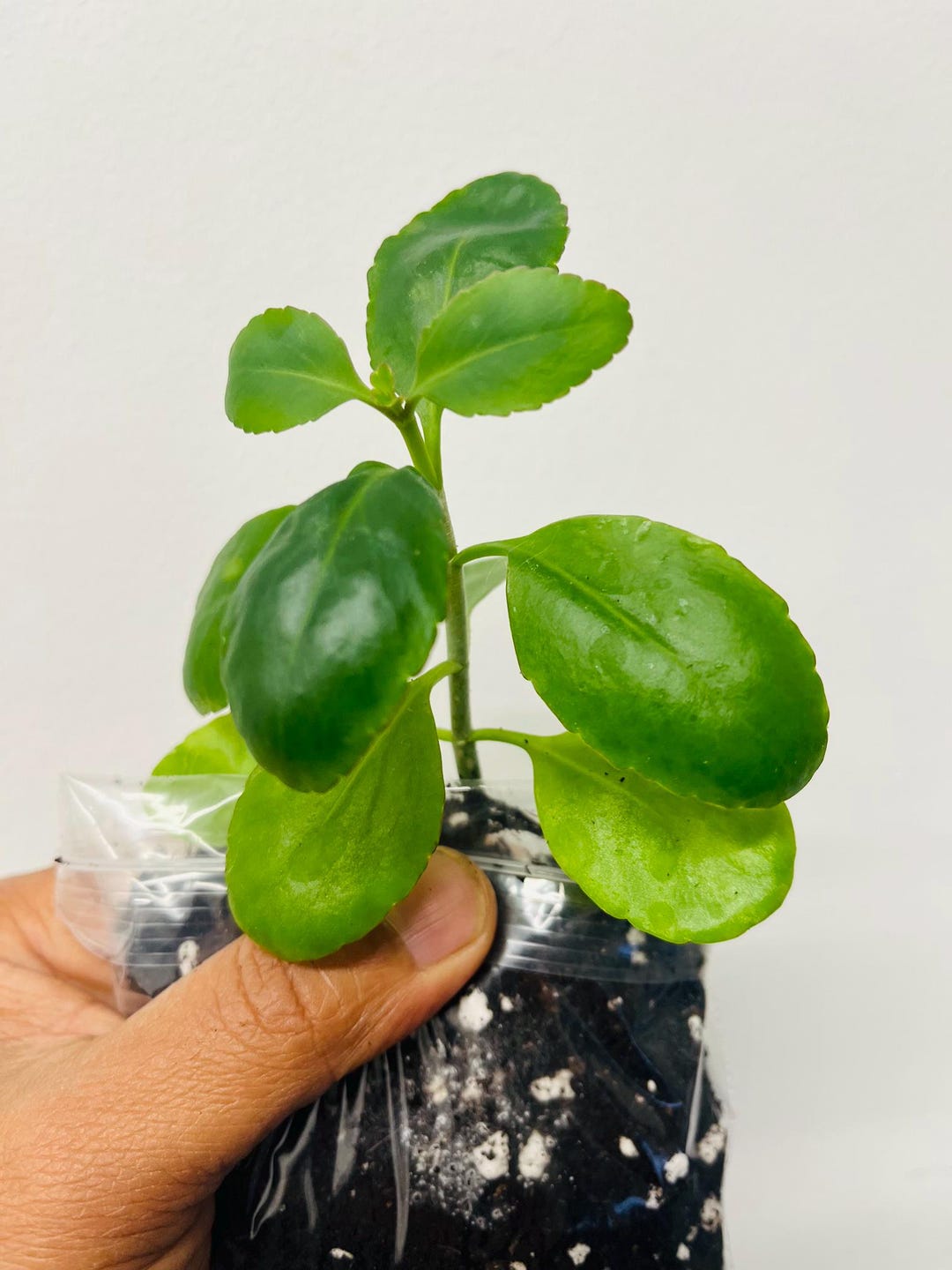 Leaf of Life, Patharkuchi, Patharchatta Plant, Kalanchoe Pinnata ...