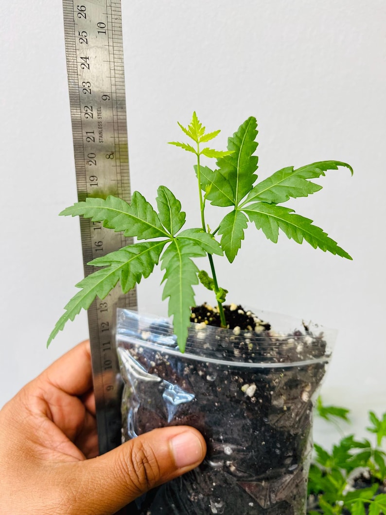 Neem Plants, Azadirachta Indica, Nimtree, Margosa 1 Plant Healthy ...