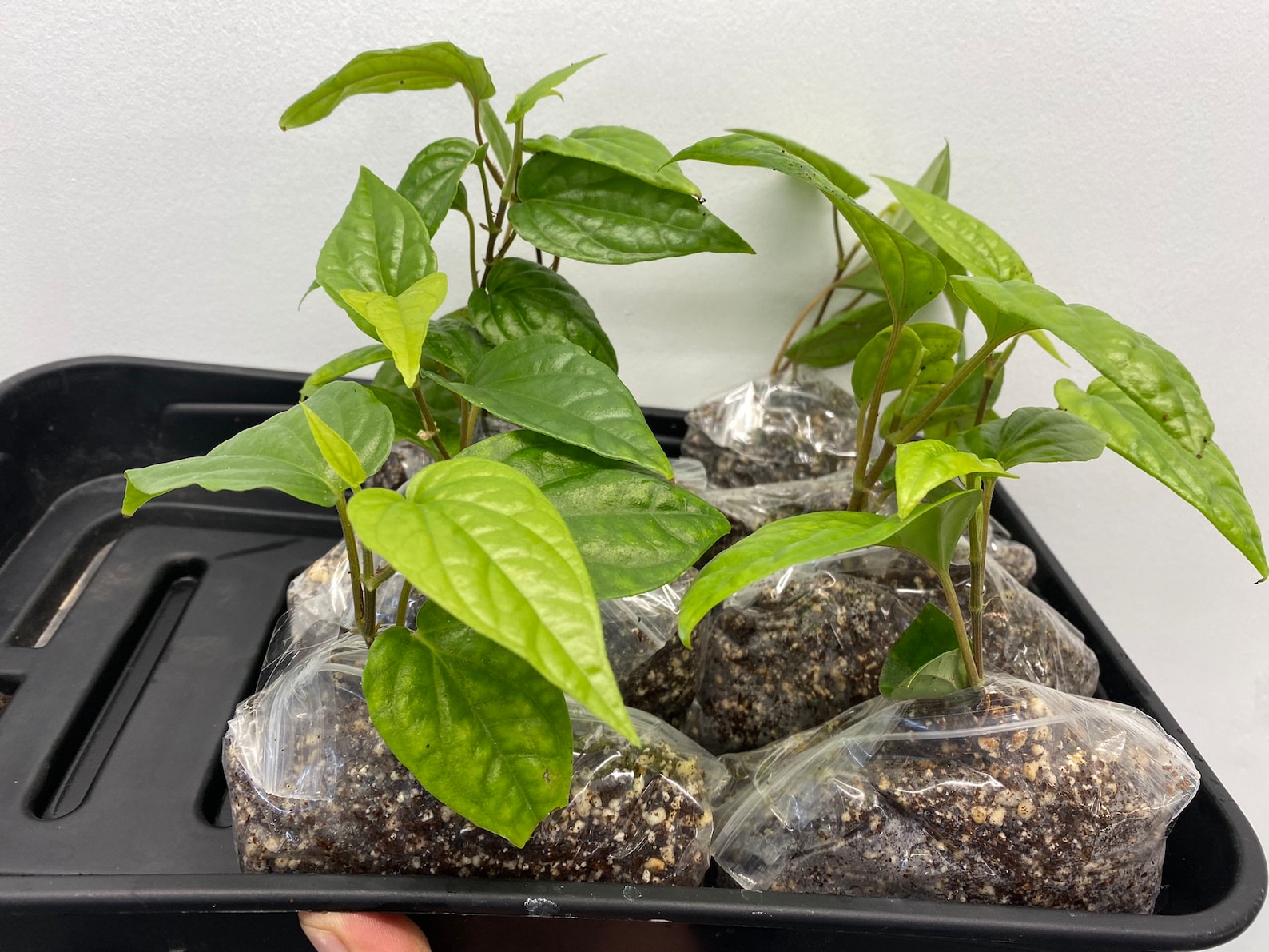 Paan Piper Betel Plant, Paan Pata Plant, Small Bansai Type Plant and ...