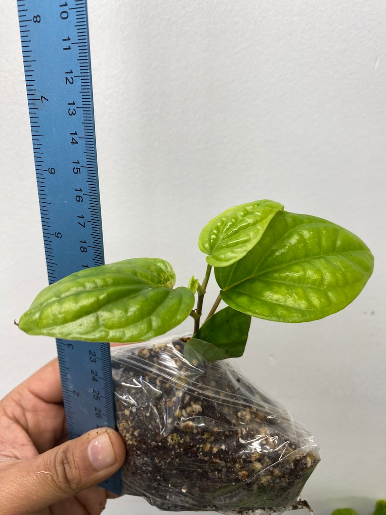 Paan Piper Betel Plant, Paan Pata Plant, Small Bansai Type Plant and ...