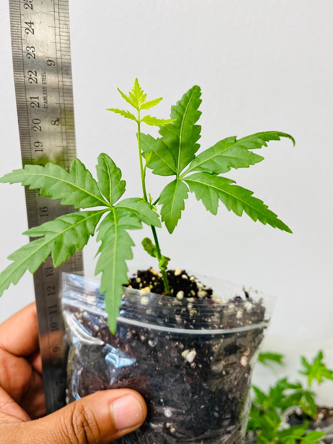Neem Plants, Azadirachta Indica, Nimtree, Margosa 1 Plant Similar as ...