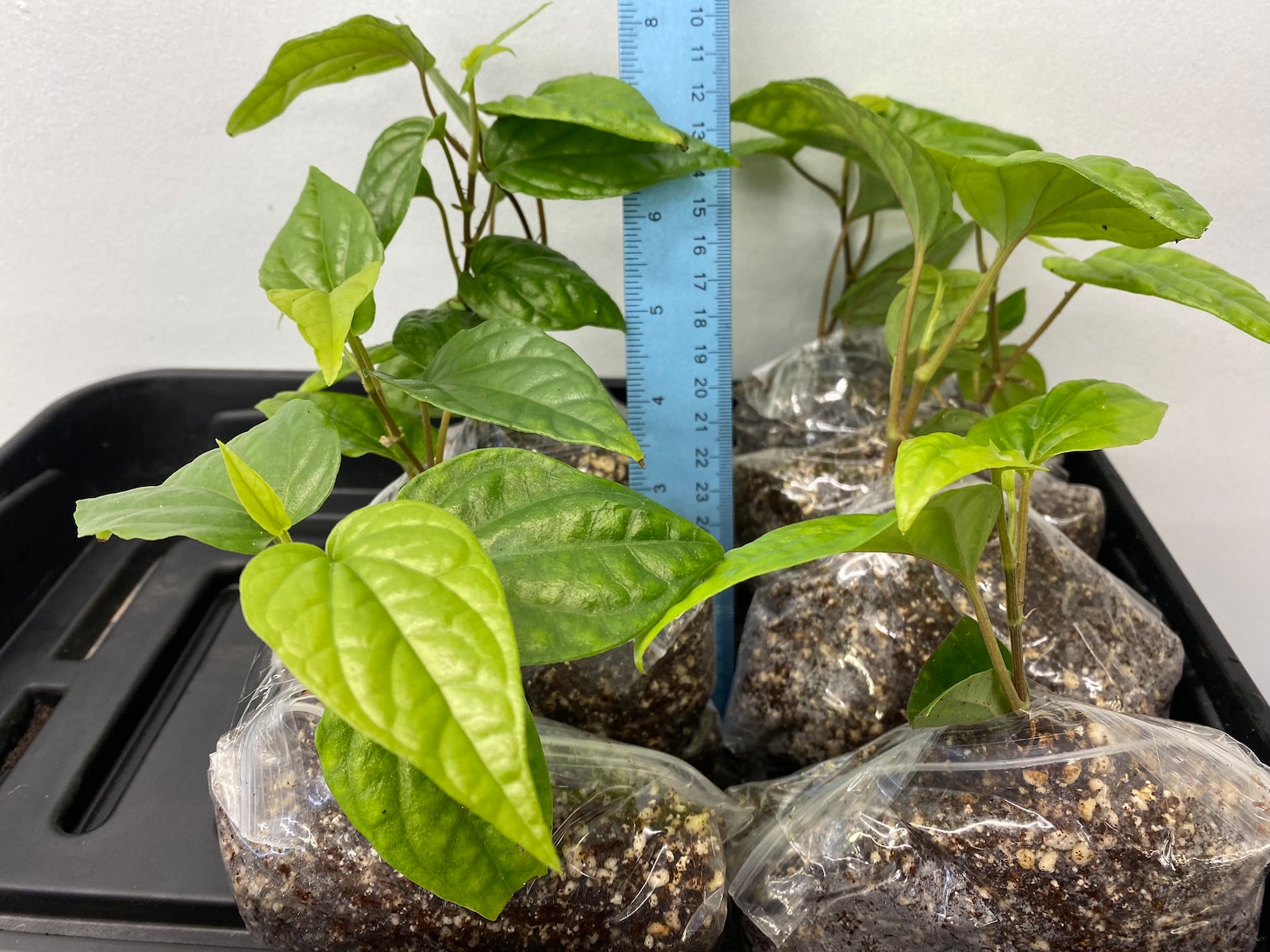 Paan Piper Betel Plant, Paan Pata Plant, Small Bansai Type Plant and ...