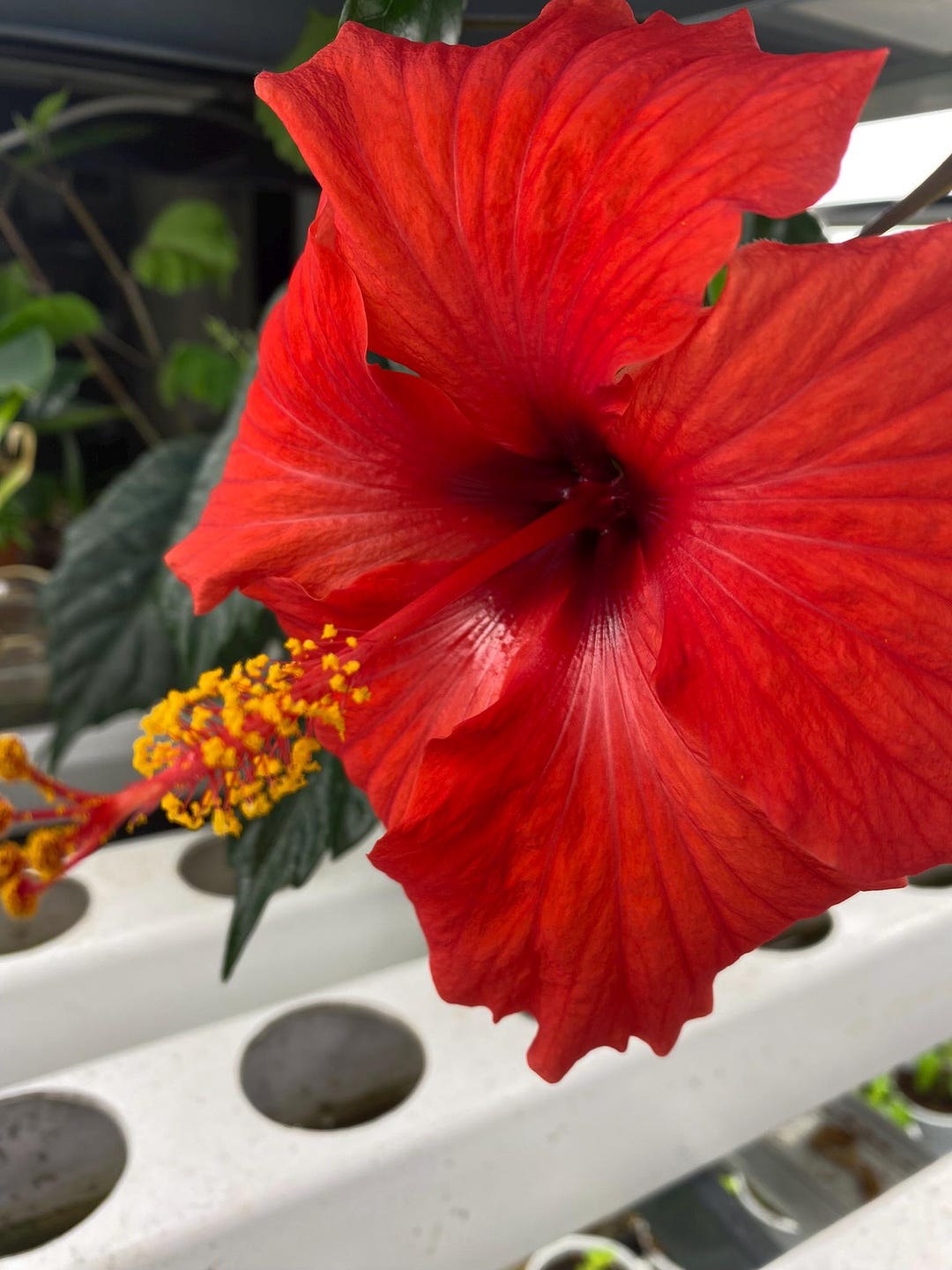Hibiscus Brilliant Red, Asian Red Hibiscus, Jaswanti, Gudhal, Hibiscus ...