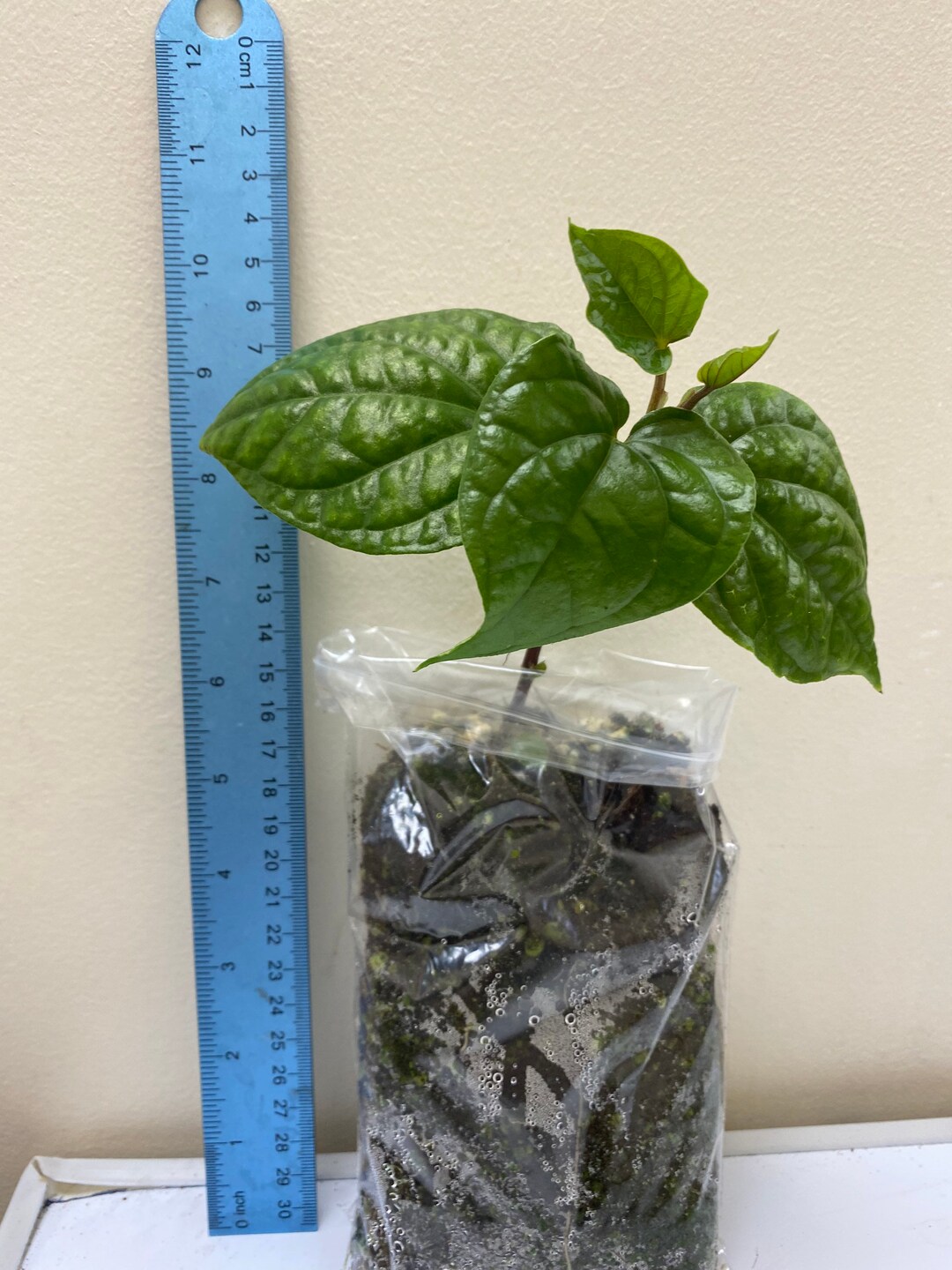 Paan Piper Betel Plant, Paan Pata Plant, Small Bansai Type Plant and ...
