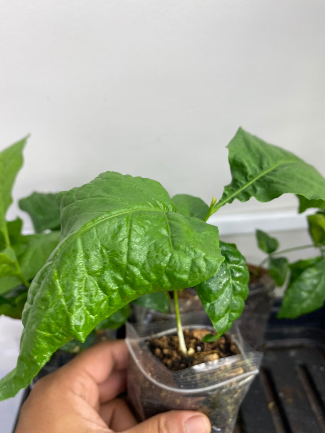 Bel Patta / Bael Patra / Bilva Bel Leaf Aegle Marmelos Plants - Etsy UK