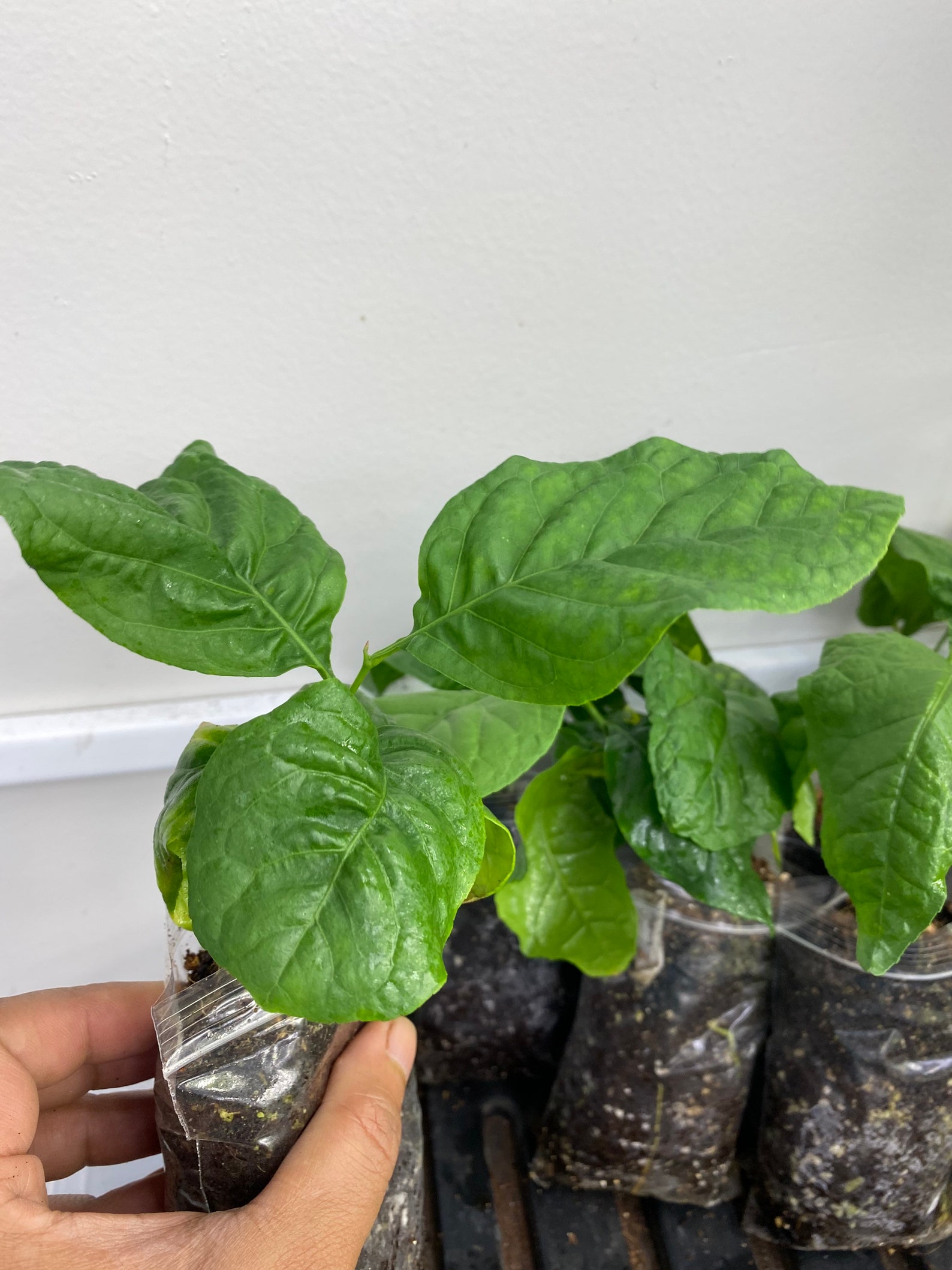 Bel Patta / Bael Patra / Bilva Bel Leaf Aegle Marmelos Plants - Etsy UK