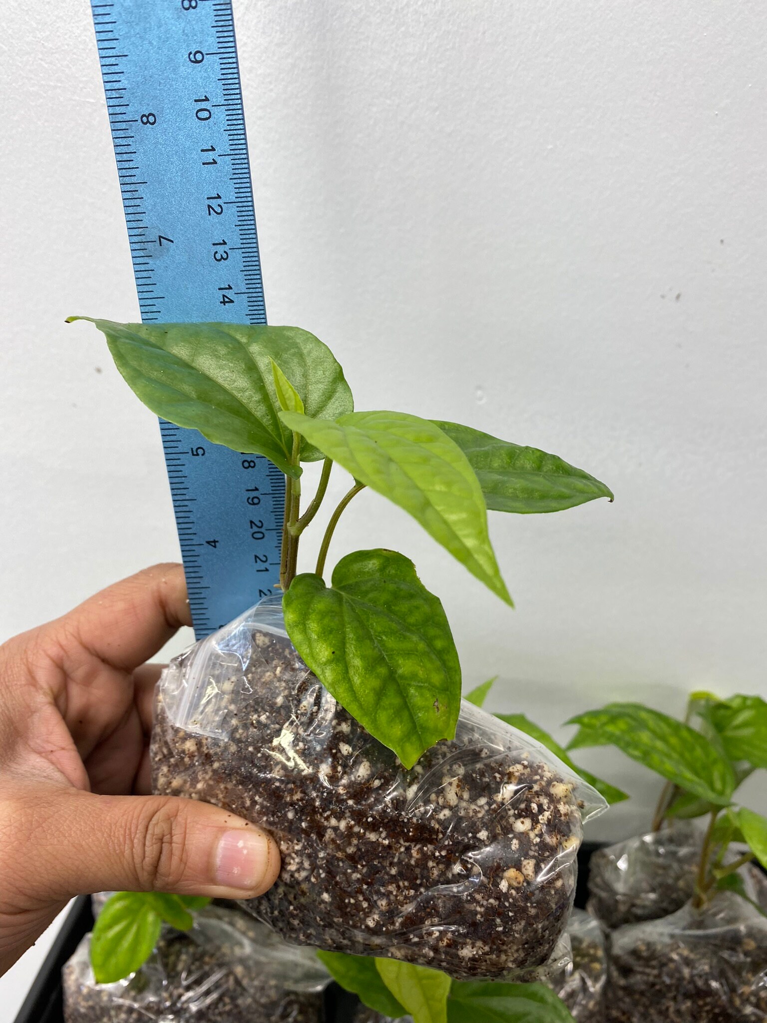 Paan Piper Betel Plant, Paan Pata Plant, Small Bansai Type Plant and ...