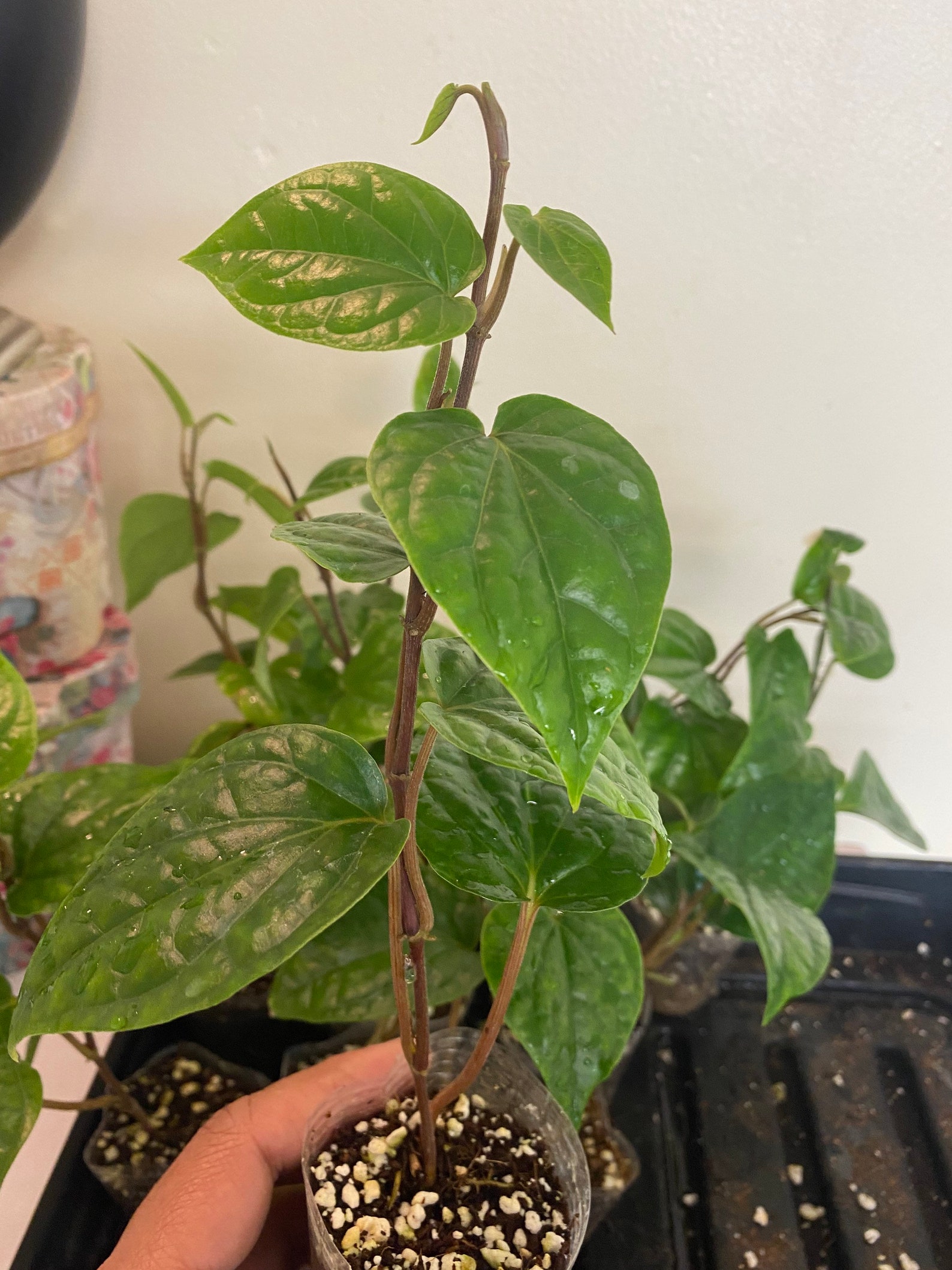 Paan Piper Betel Plant Paan Pata Plant Small Bansai Type | Etsy UK