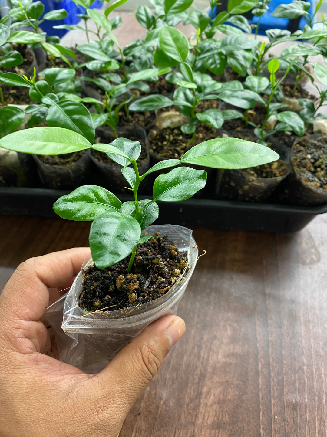 Kaffir Lime Plant, Kieffer Lime, Makrut or Magrood Healthy and Well ...