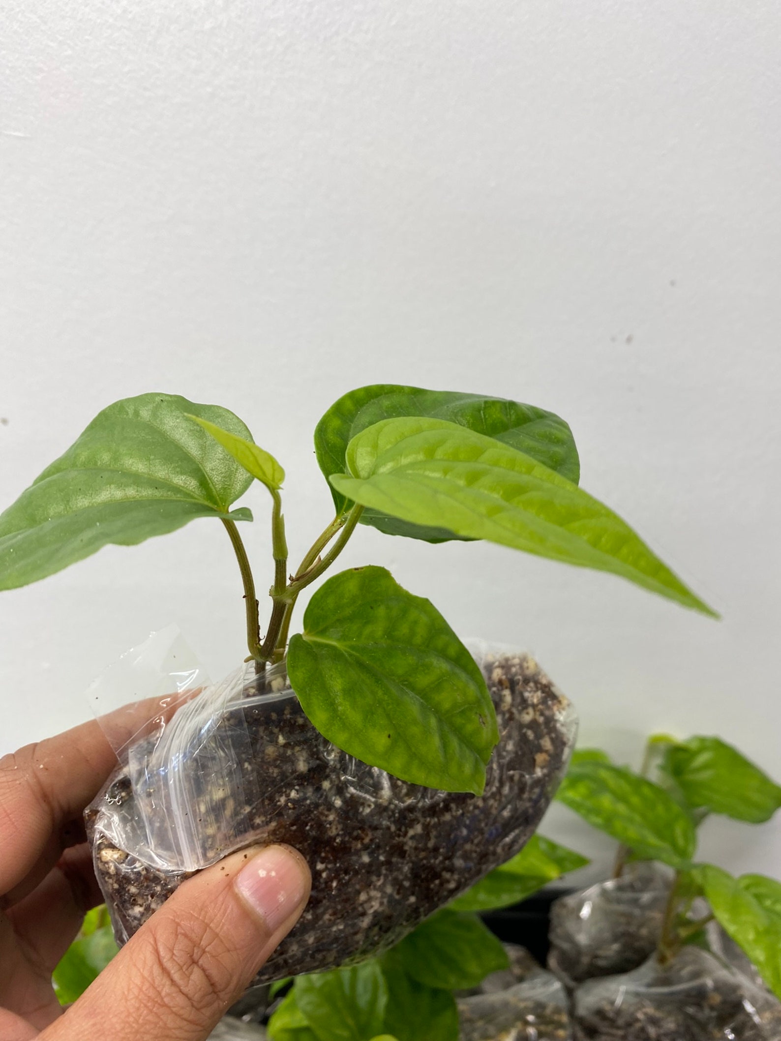 Paan Piper Betel Plant, Paan Pata Plant, Small Bansai Type Plant and ...