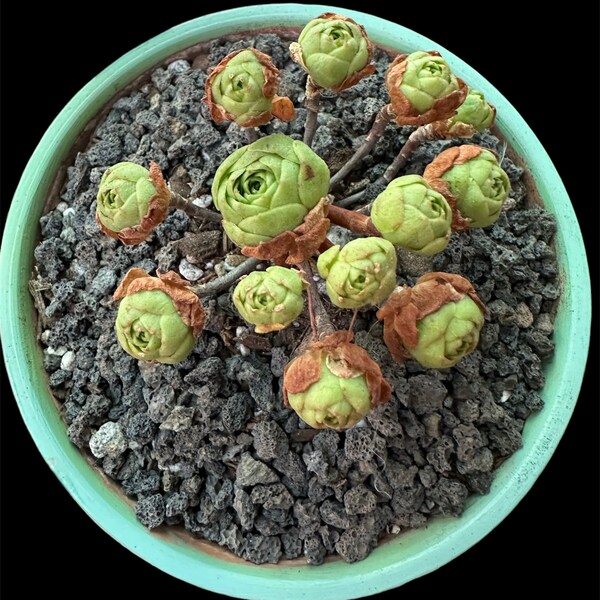Mountain Rose Succulent - Etsy