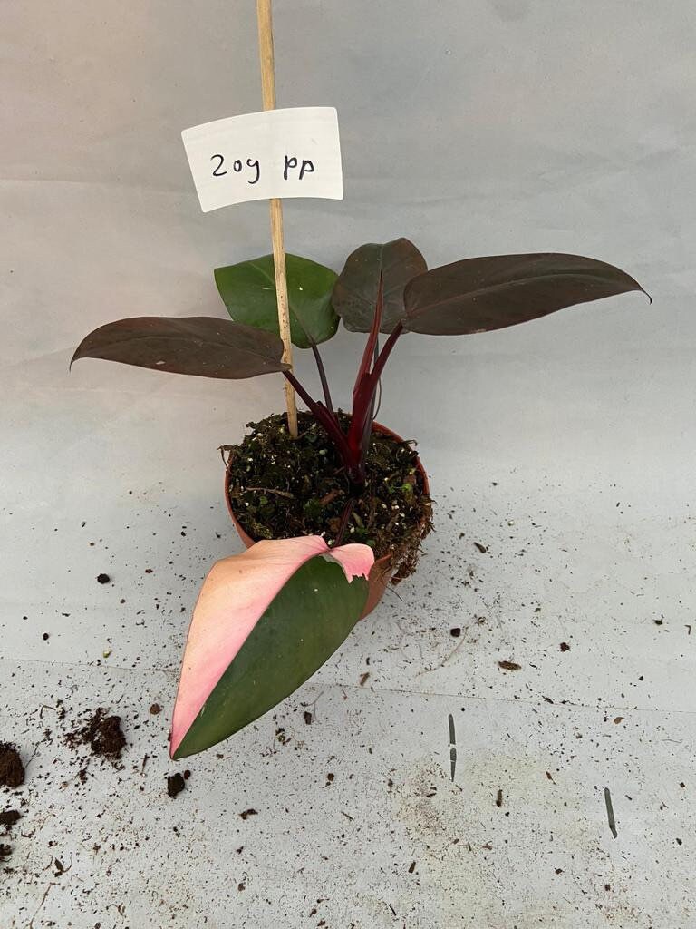 Philodendron pink princess | Etsy