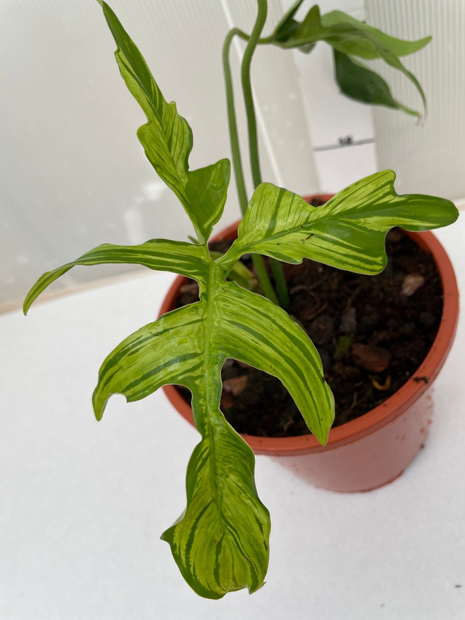 Philodendron Pedatum Glad Hands | Etsy