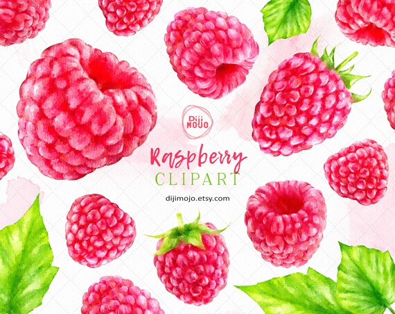 Watercolor Raspberry Clipart Watercolor Hand Painted Fruit - Etsy