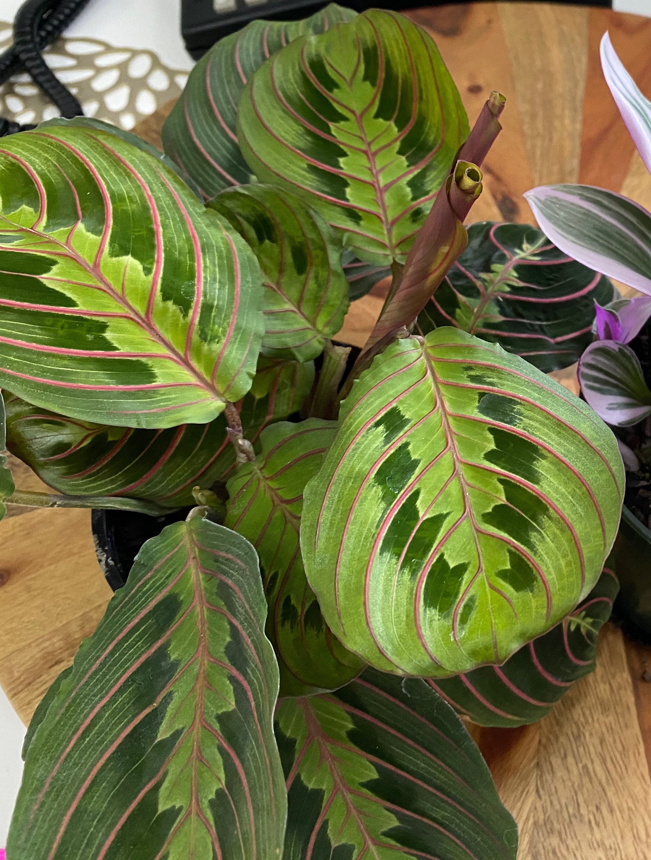 Red Maranta Prayer Plant Cutting | Etsy