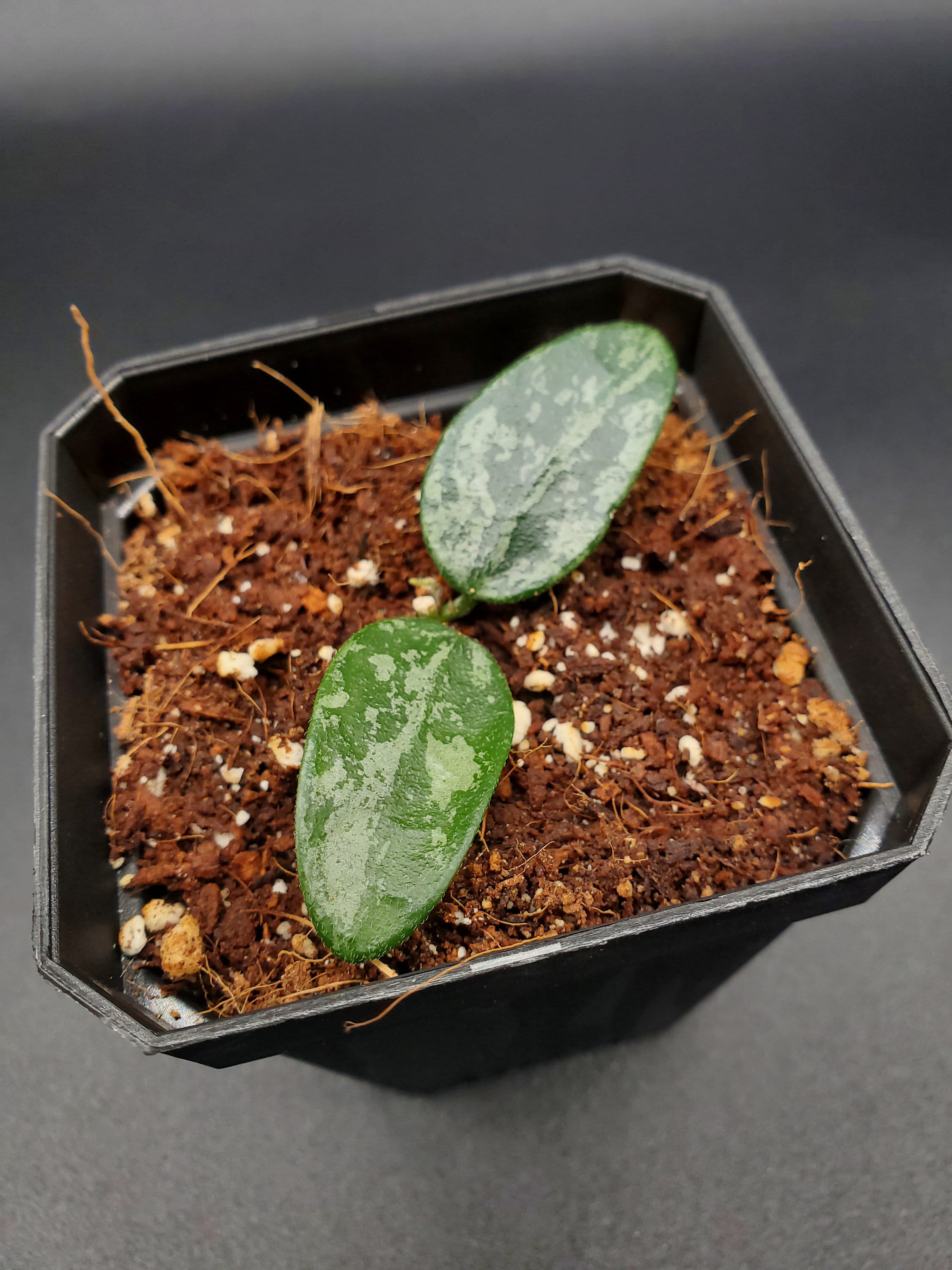 Hoya Lima splash. - Etsy Canada