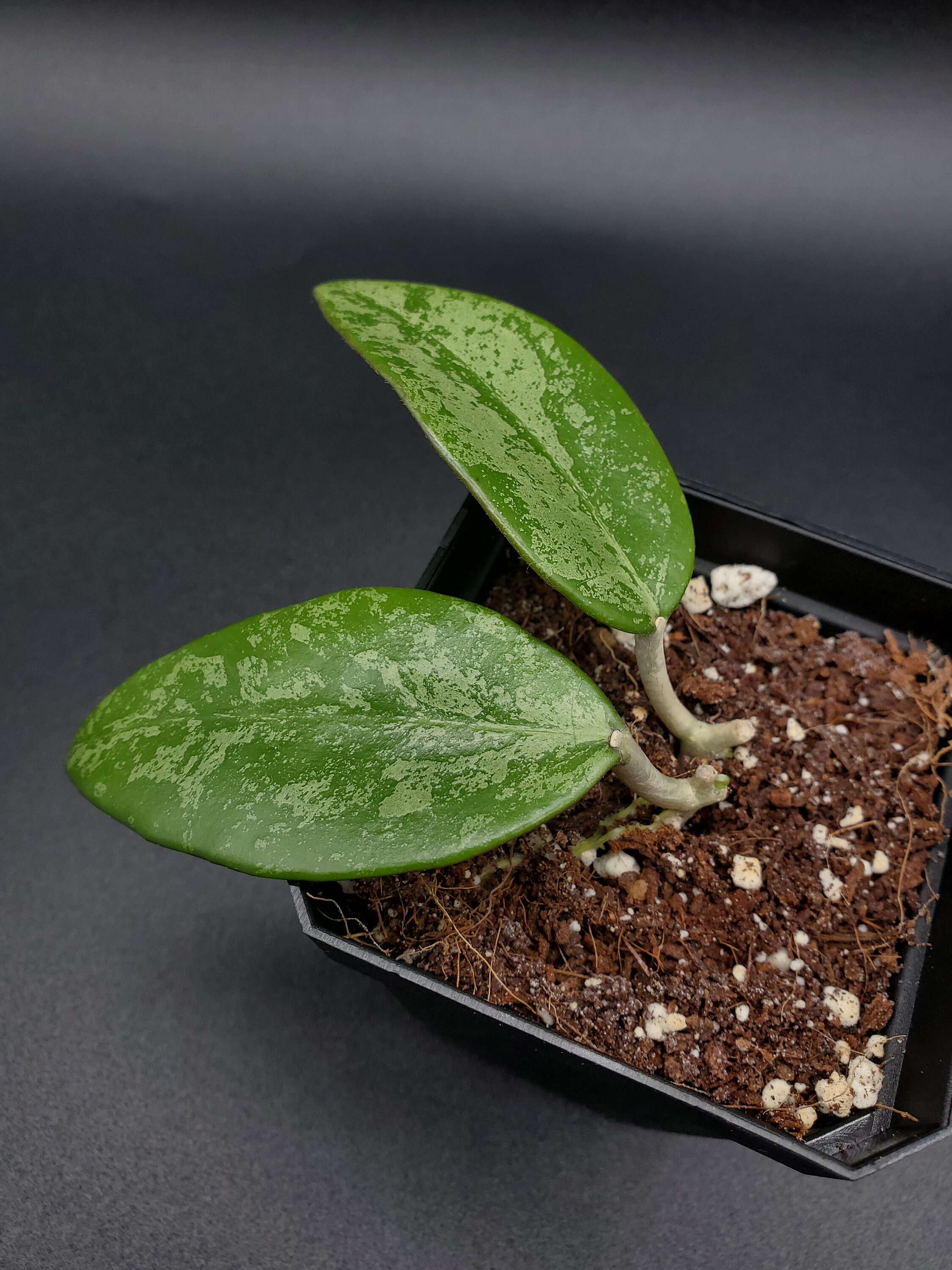 Hoya Rime splash. - Etsy Canada