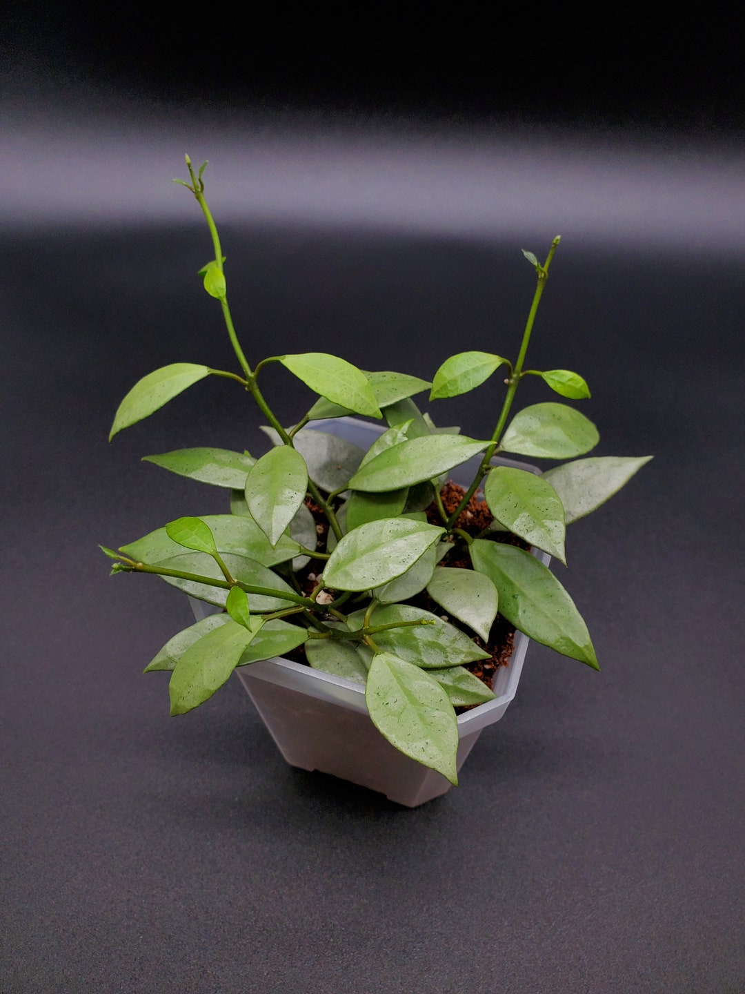 Hoya Lacunosa Silver. Silver Form From Lacunosa Leopard Skin. - Etsy Canada