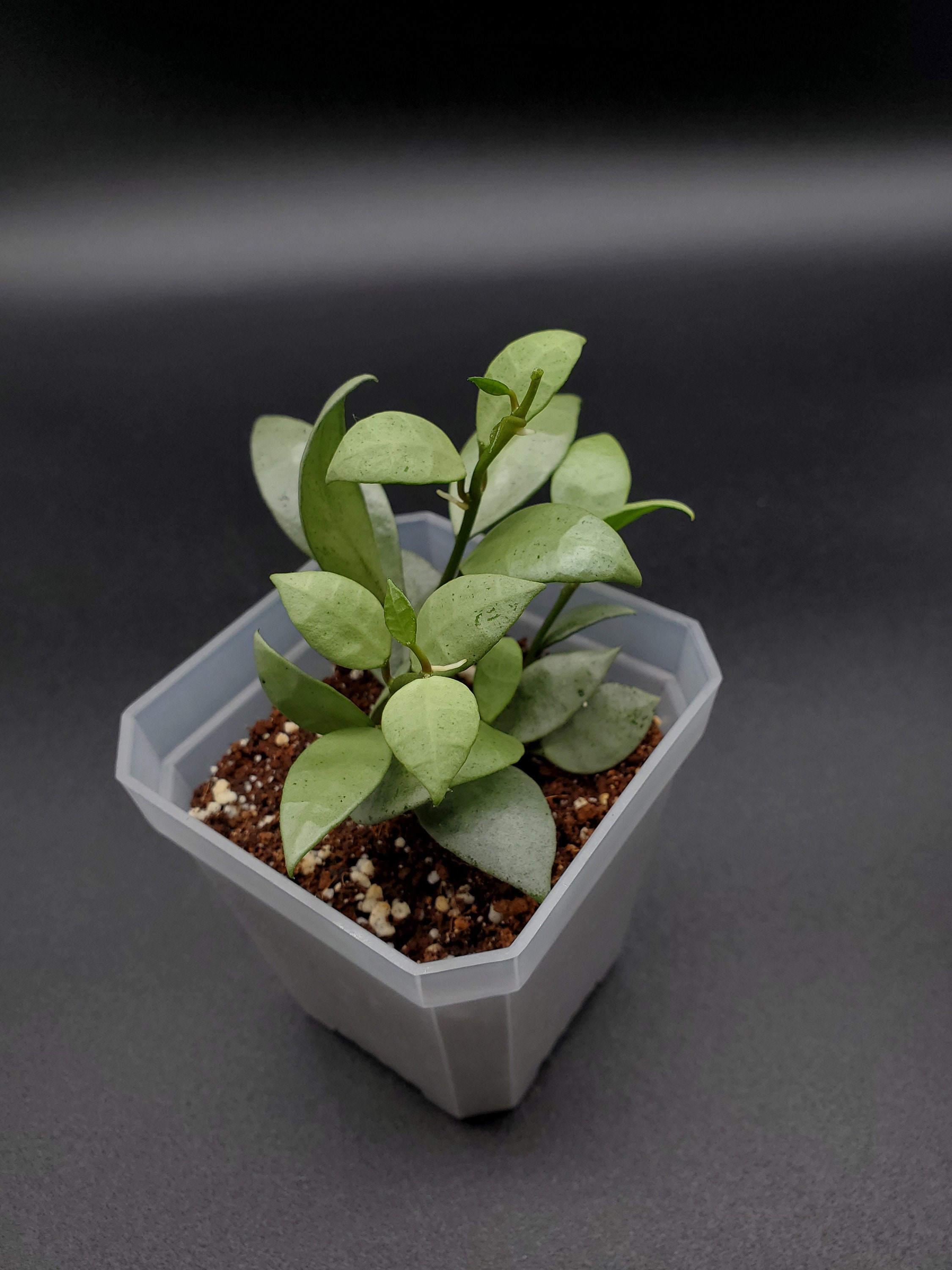 Hoya Lacunosa Silver. Silver Form From Lacunosa Leopard Skin. - Etsy Canada