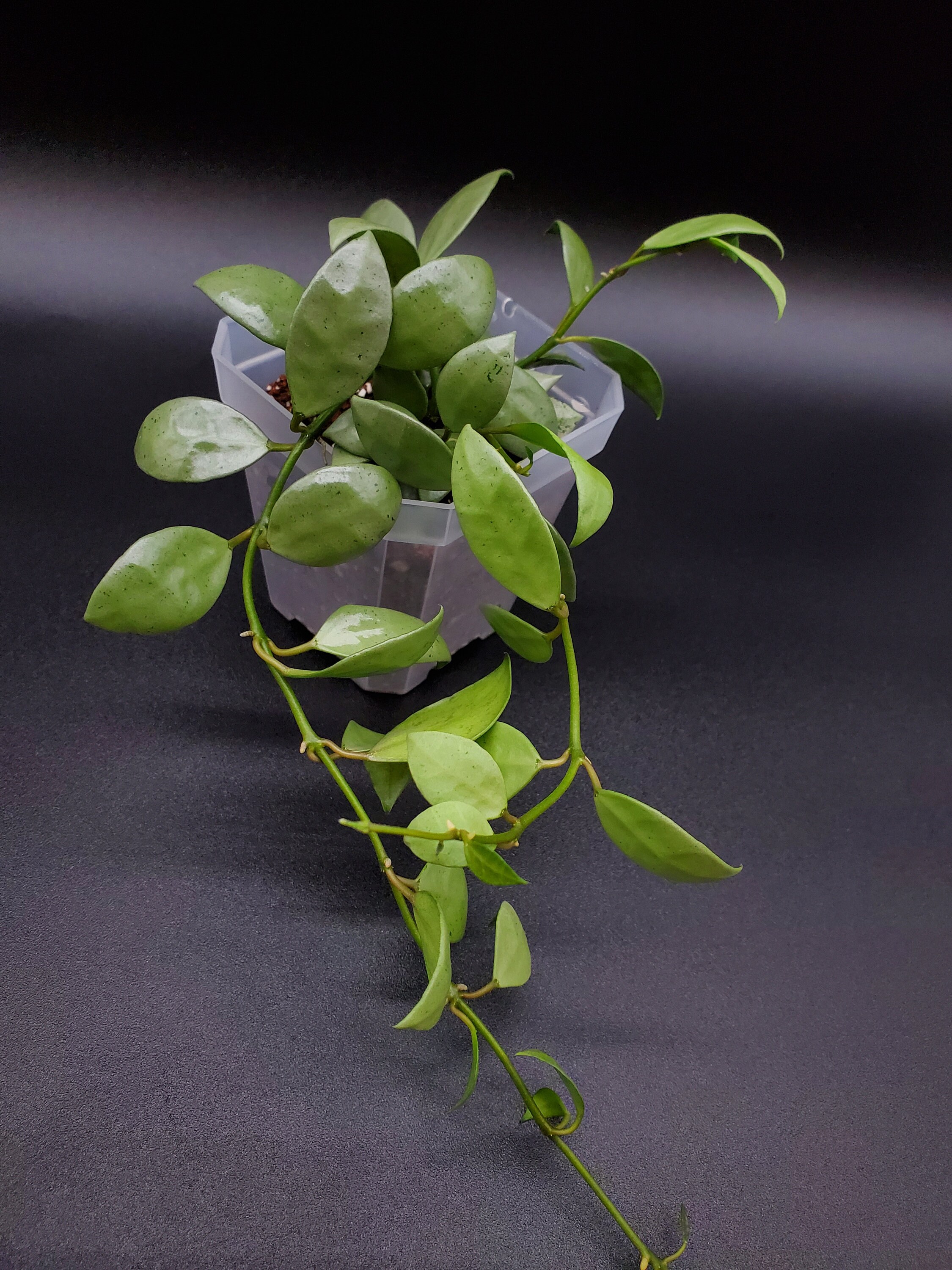 Hoya Lacunosa Silver. Silver Form From Lacunosa Leopard Skin. - Etsy Canada