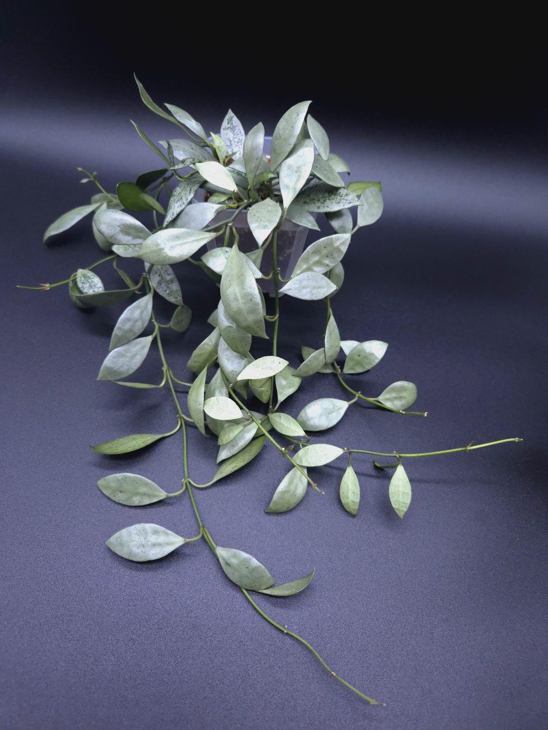 Hoya Lacunosa Silver. Silver Form From Lacunosa Leopard Skin. - Etsy Canada