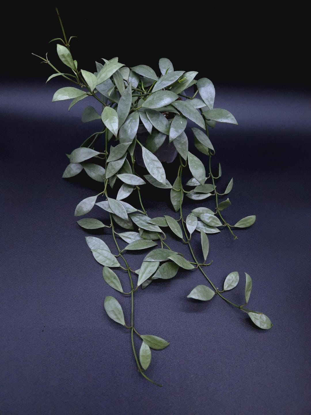 Hoya Lacunosa Silver. Silver Form From Lacunosa Leopard Skin. - Etsy Canada