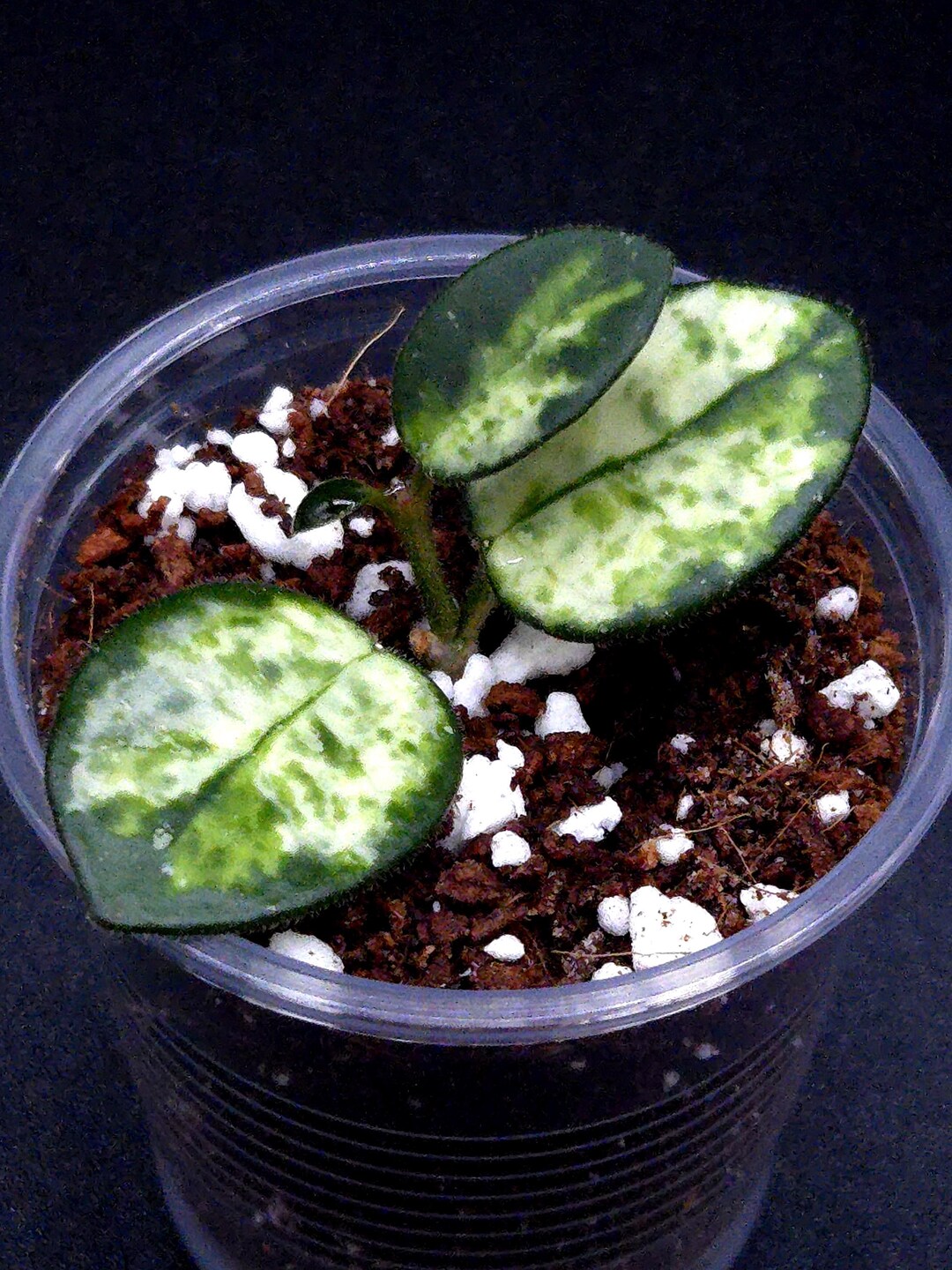 Hoya Mathilde Variegated. - Etsy Canada