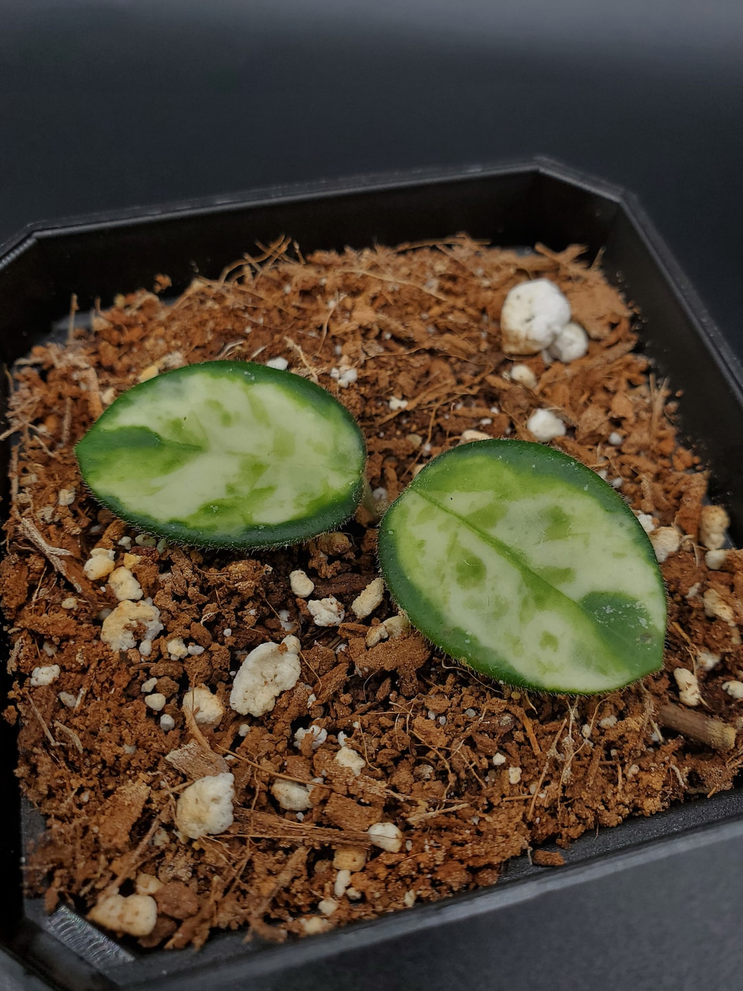 Hoya Mathilde Variegated. - Etsy Canada