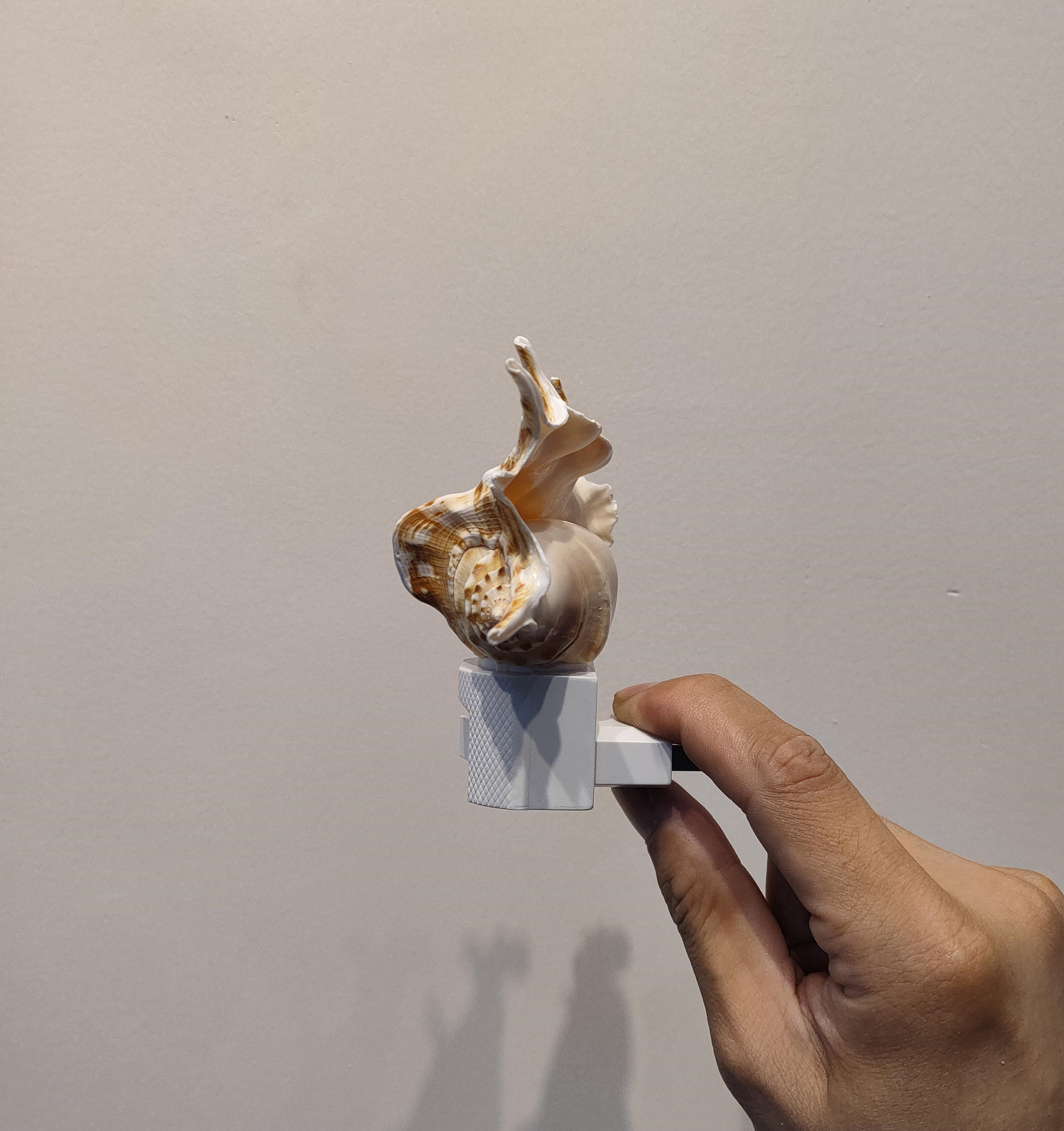 SHELL Snail Sea Nautical Beach Decor Night Light,shell Decor,nature ...