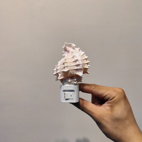 Sea Shell Decor - Etsy