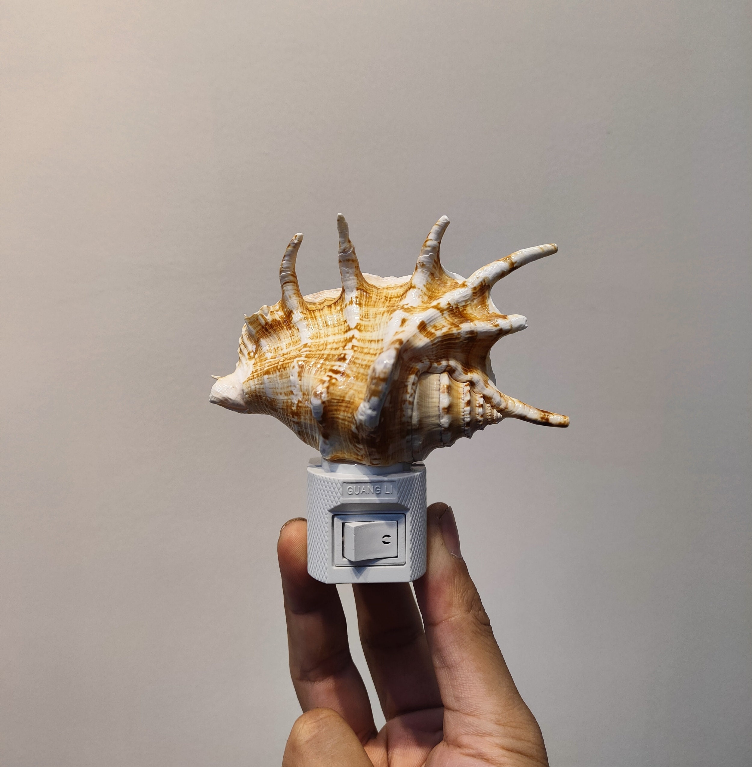 SHELL Snail Sea Nautical Beach Decor Night Light,shell Decor,nature ...