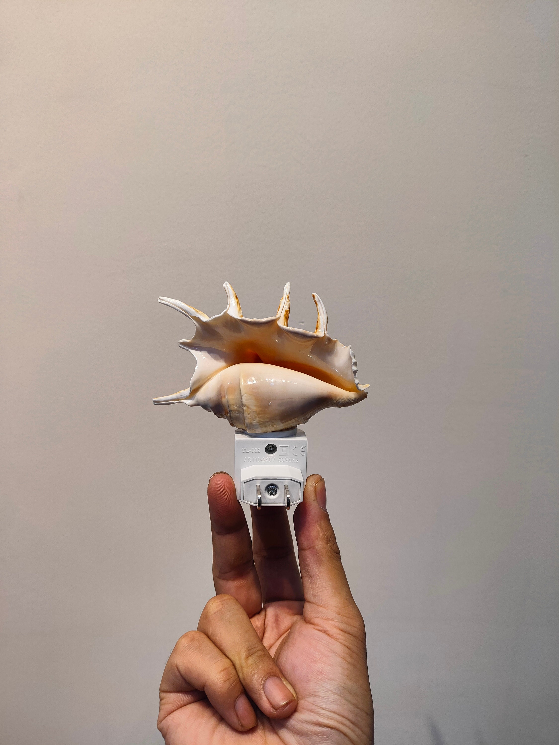 SHELL Snail Sea Nautical Beach Decor Night Light,shell Decor,nature ...