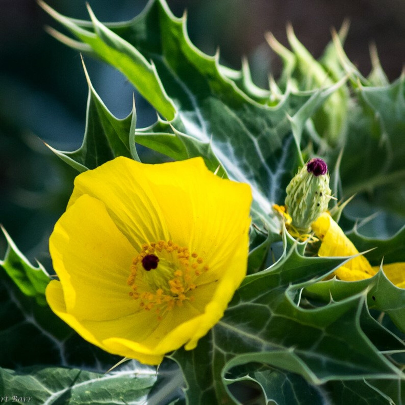 Mexican Poppy - Etsy