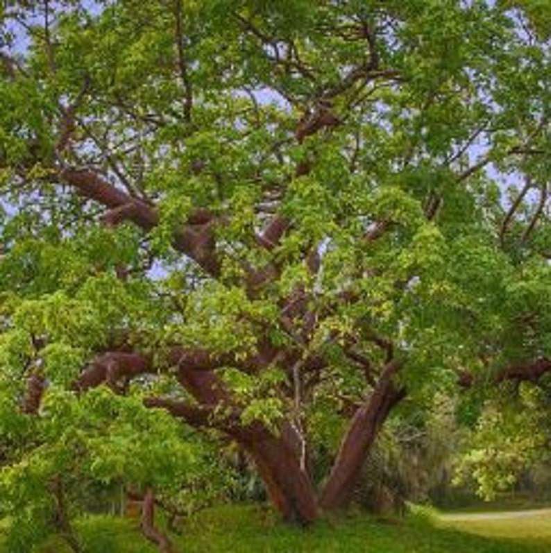 Gumbo-Limbo Tree Bursera Simaruba | Etsy