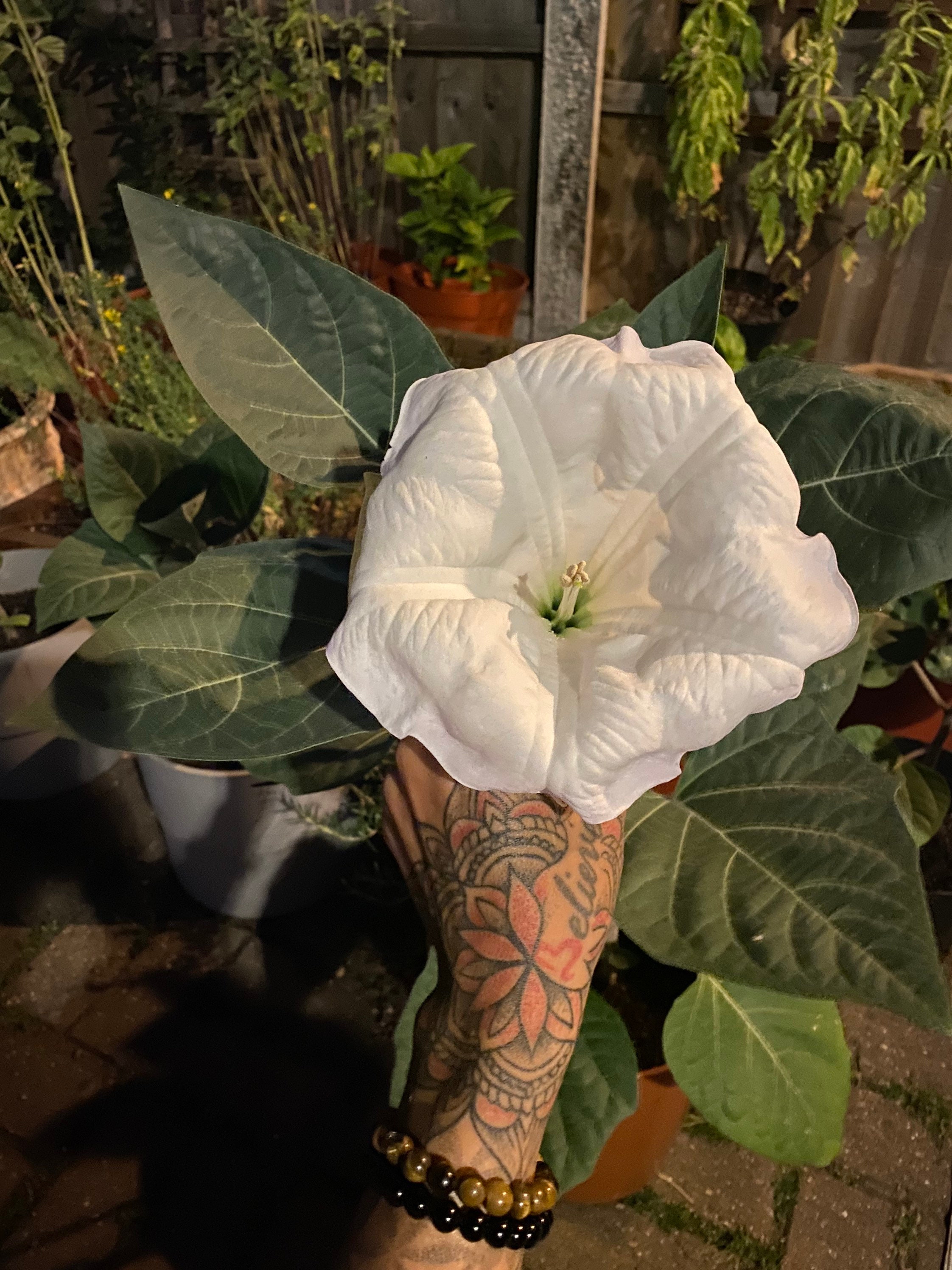 Datura Spirit - Etsy UK