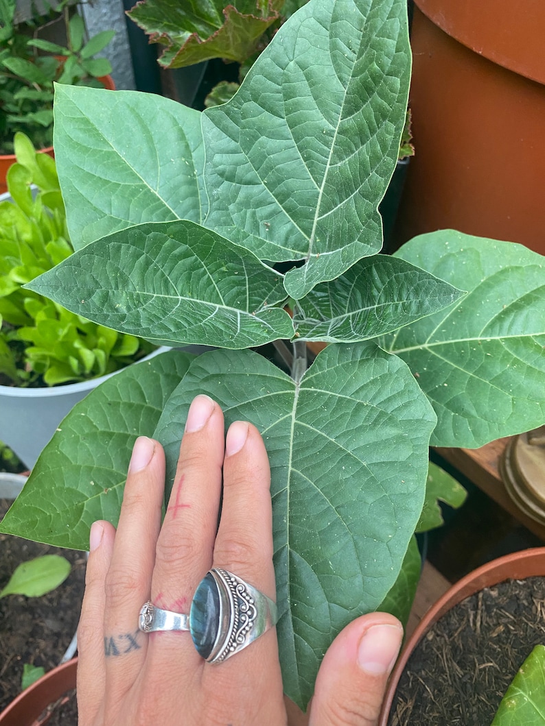 Datura Spirit - Etsy UK