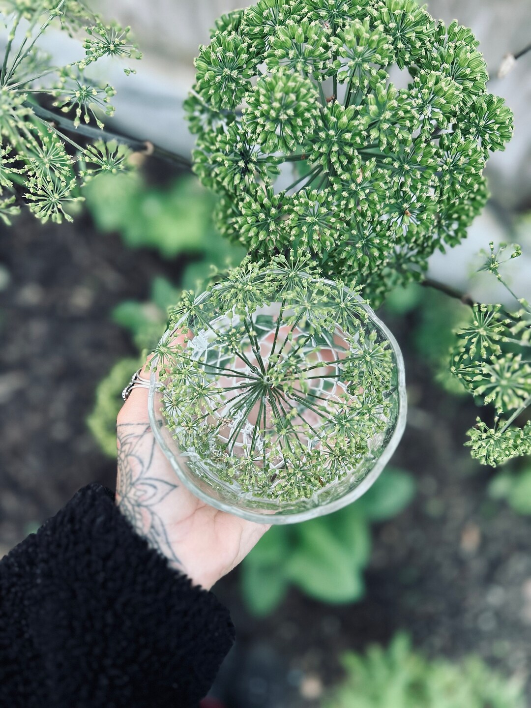 Angelica Archangelica Spirit // Flower Essence - Etsy