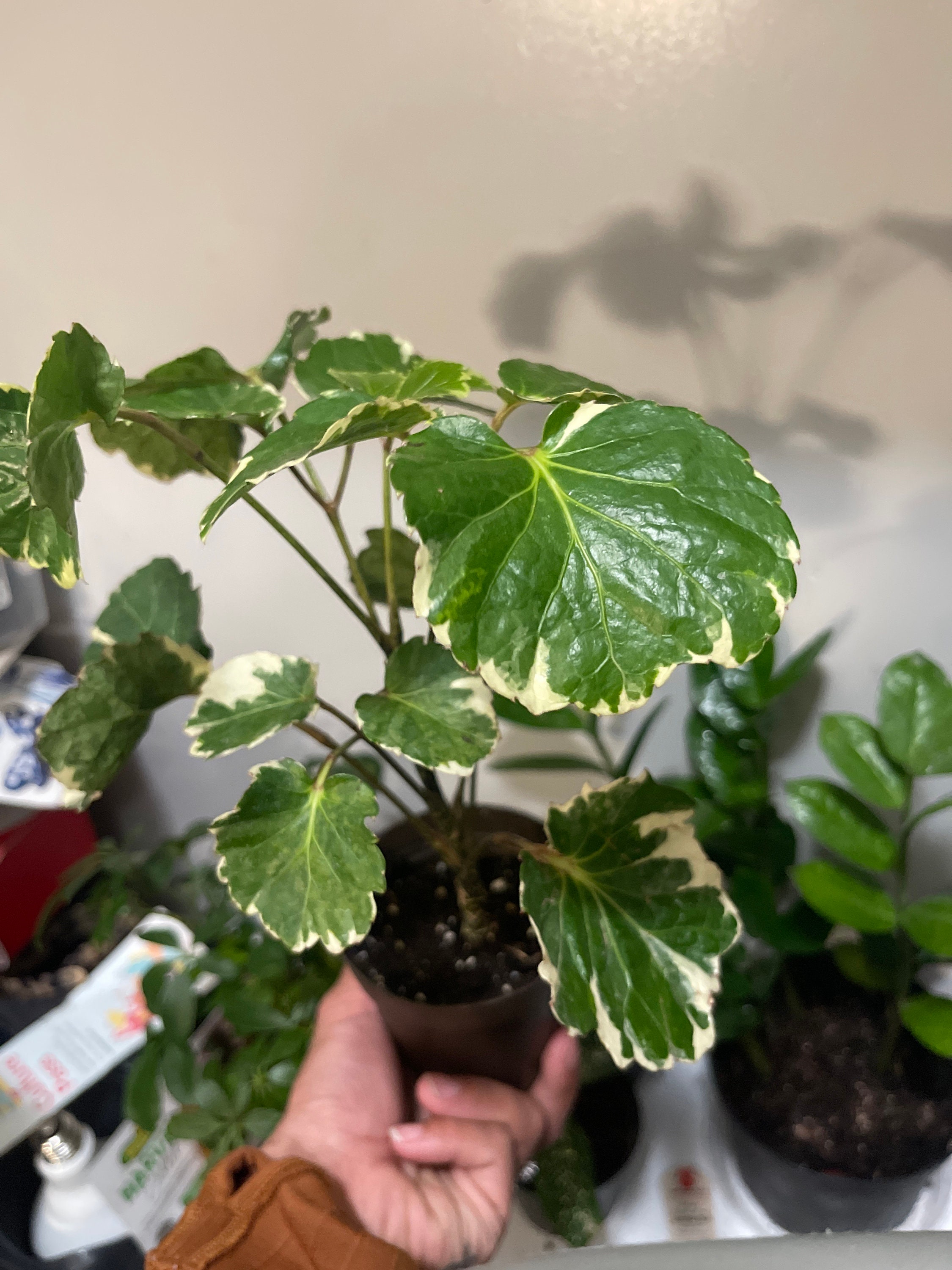 Polyscias Balfouriana Balfouriana Aralia Shield Aralia - Etsy