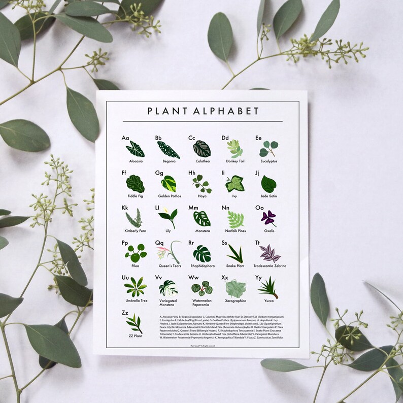 The Plant Alphabet Poster - Etsy