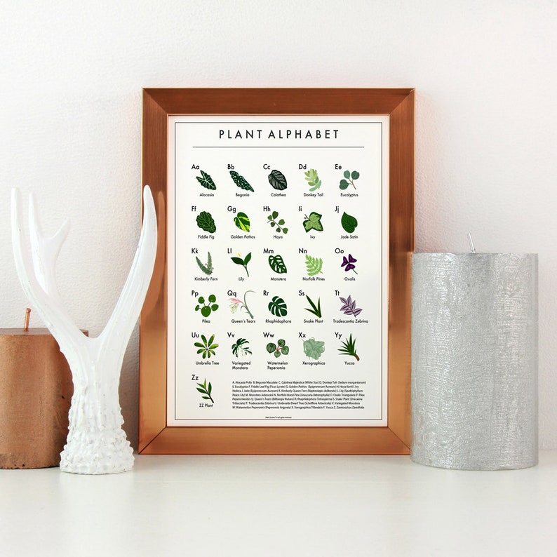 The Plant Alphabet Poster - Etsy