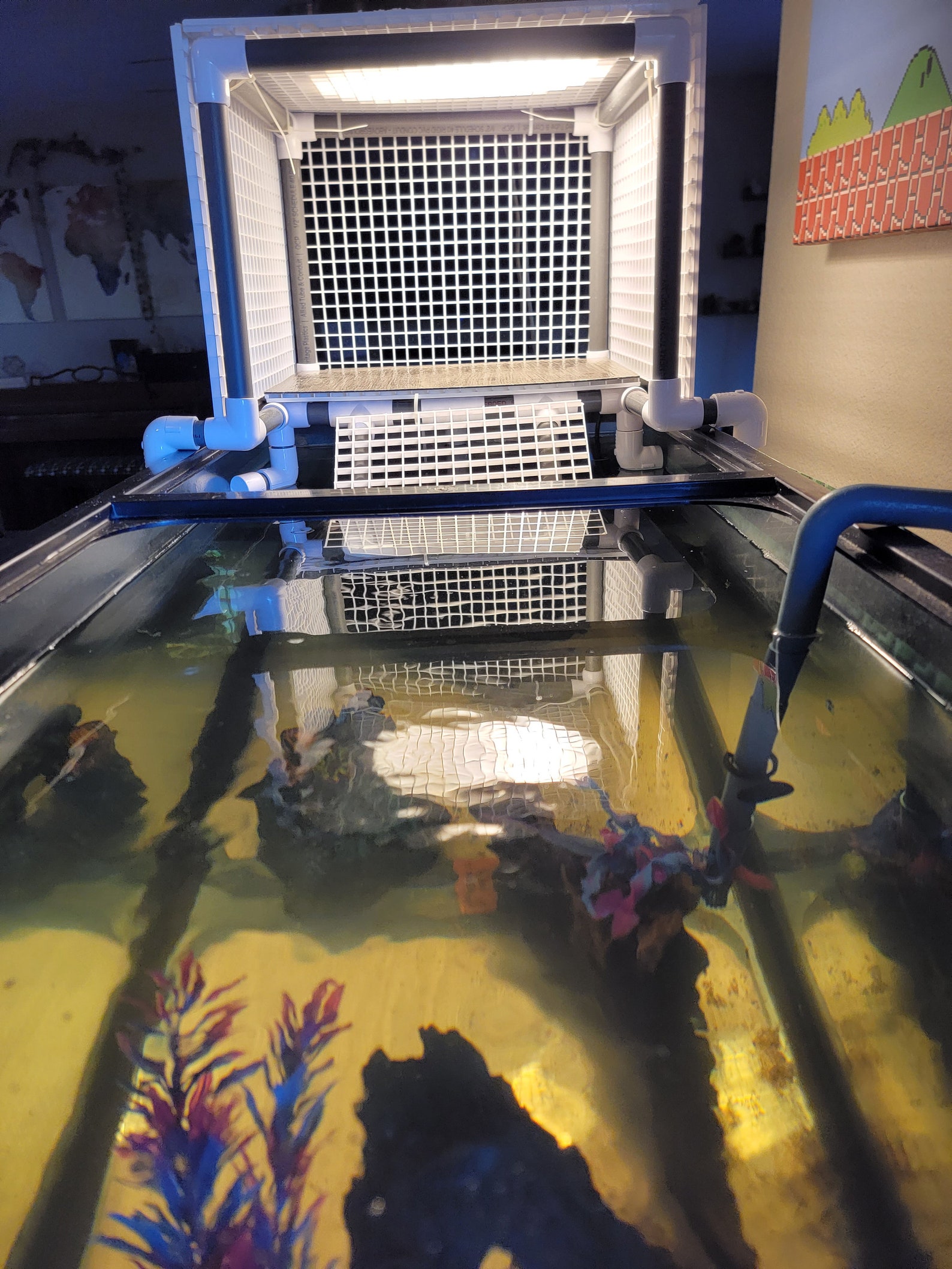 Tank Topper Turtle Dock! Sits on Top of Your Aquarium and Fits 12-13 ...