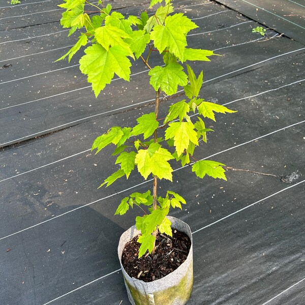 Red Maple Tree Sapling - Etsy